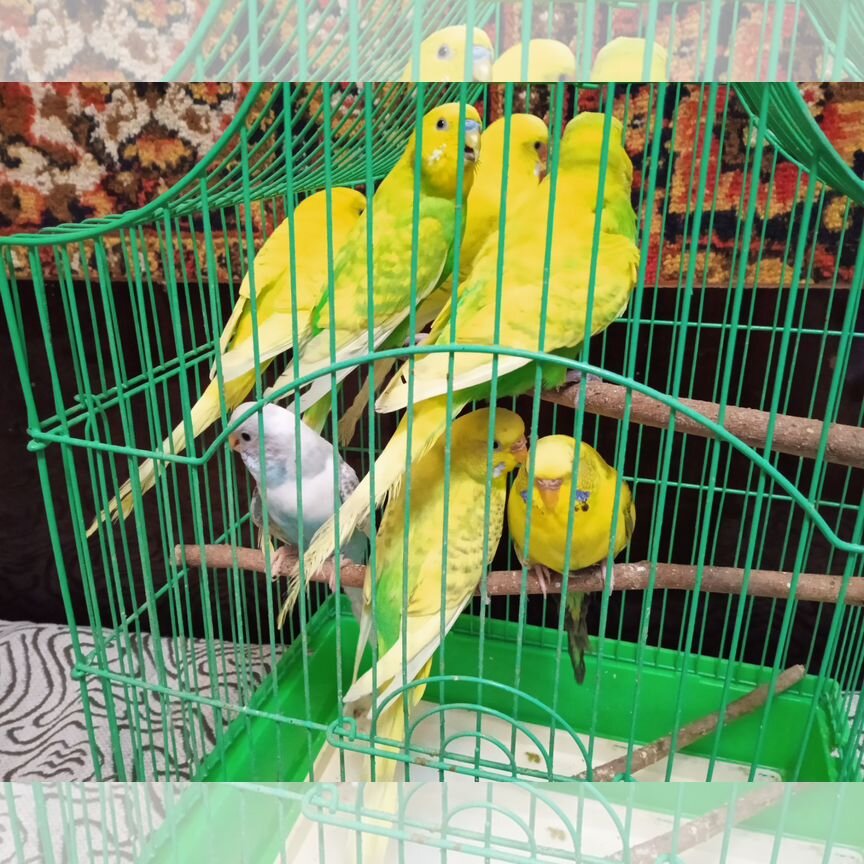 Волнистые попугайчики