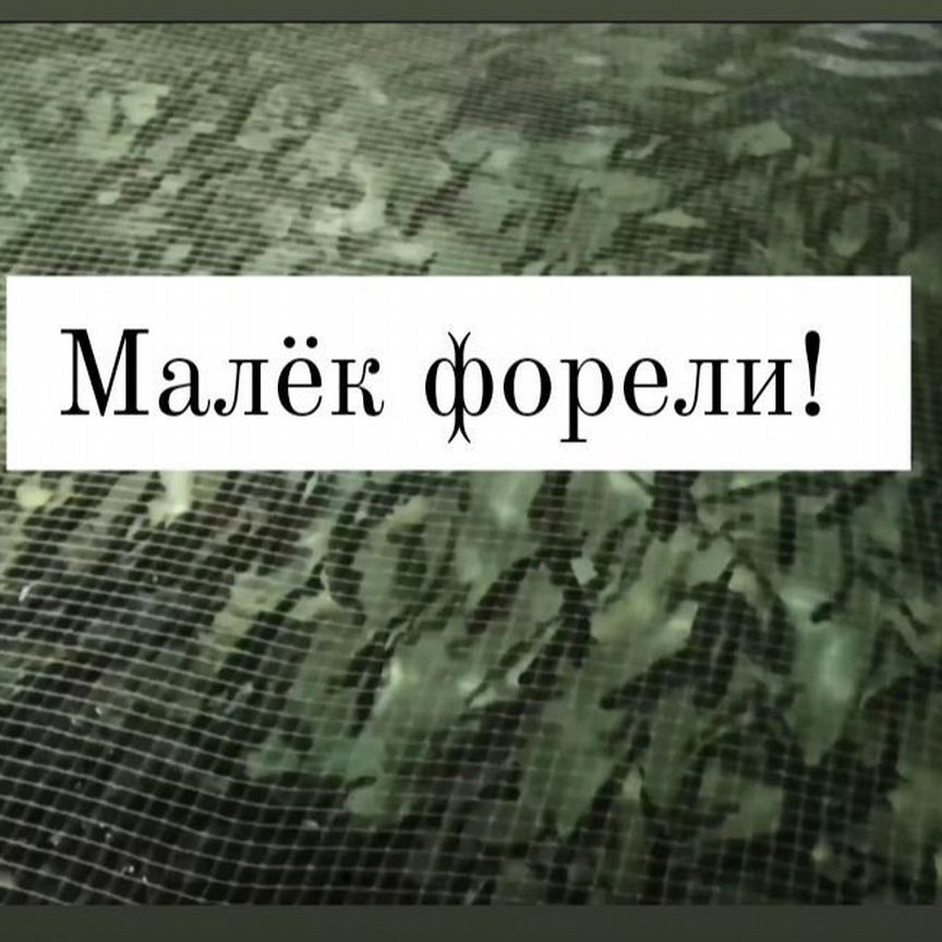 Малёк форели