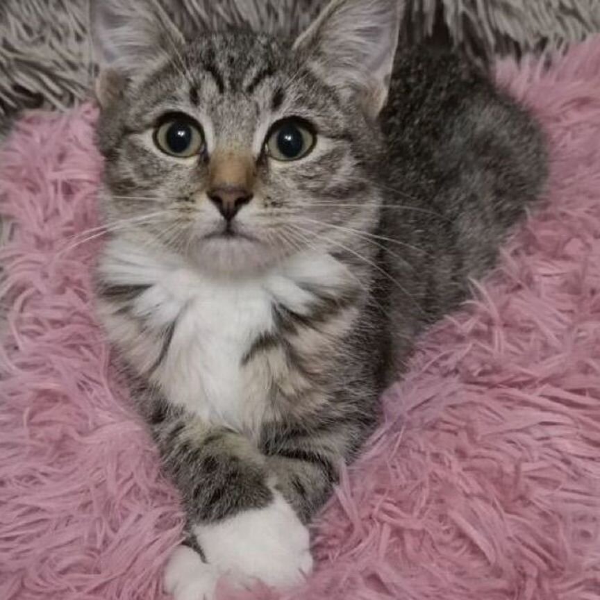 Ласковый котенок девочка ищет дом