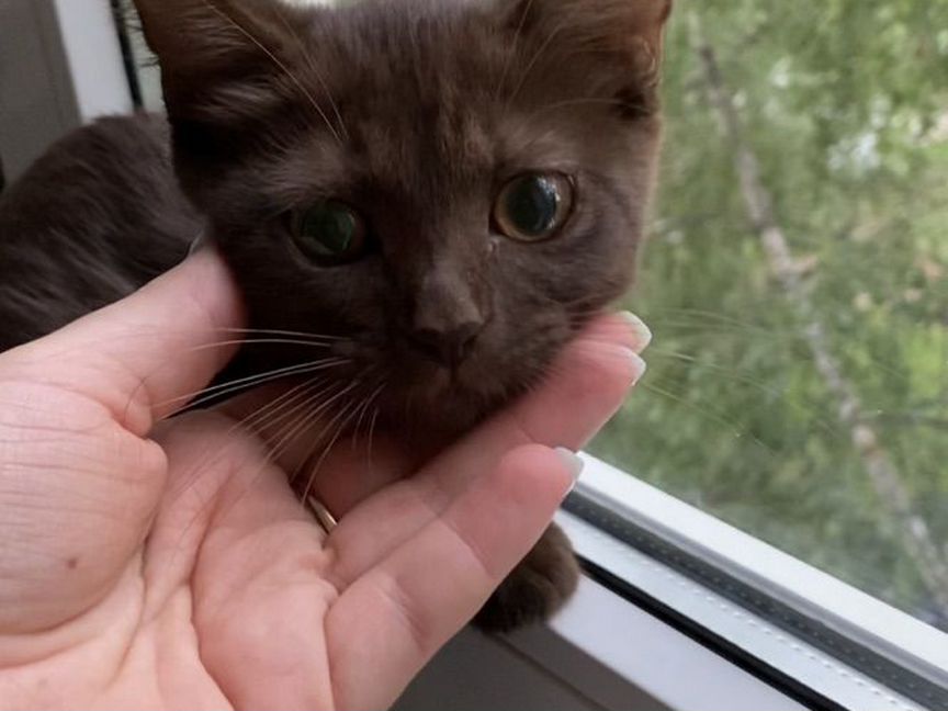 Котенок цвета кофе