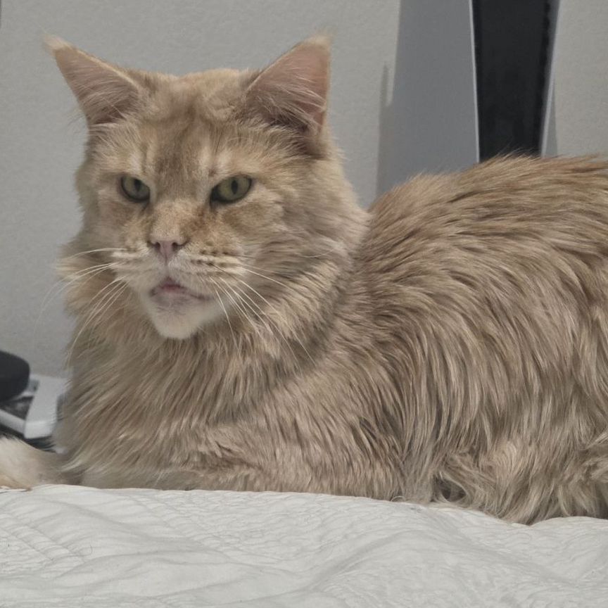 Мейн-кун, взрослый кот