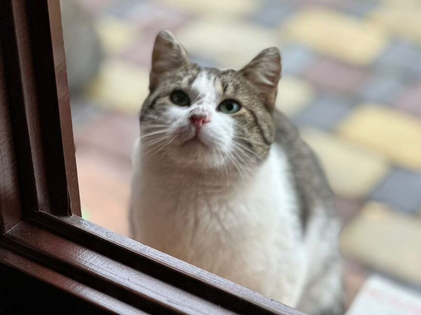 Котик очаровательный