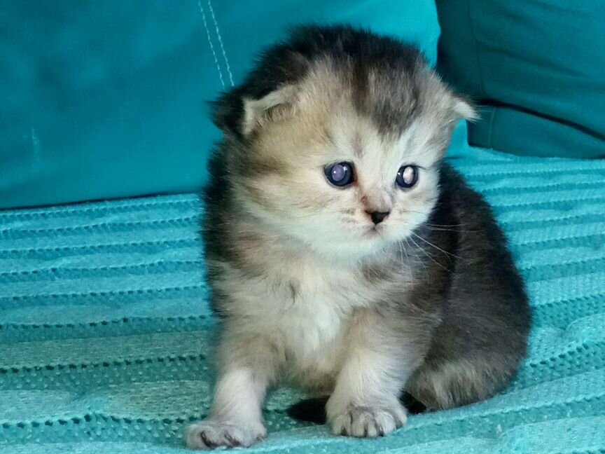 Шотландская принцесса