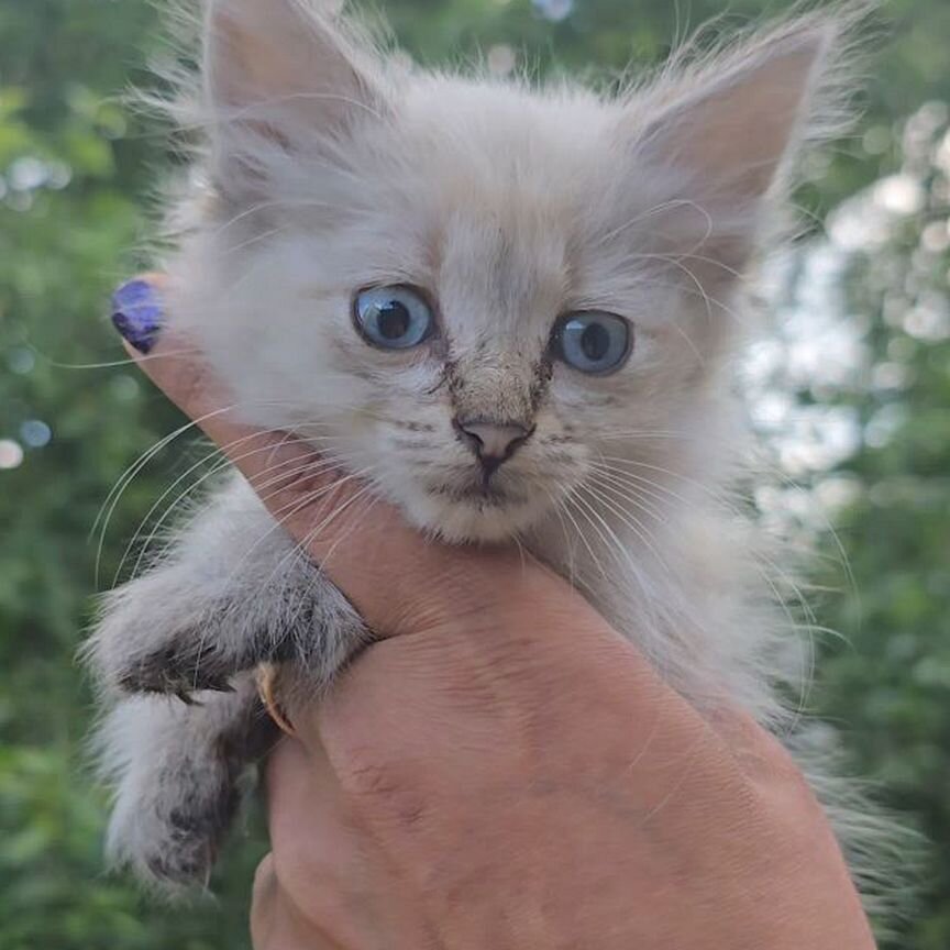 Котёнок в добрые руки