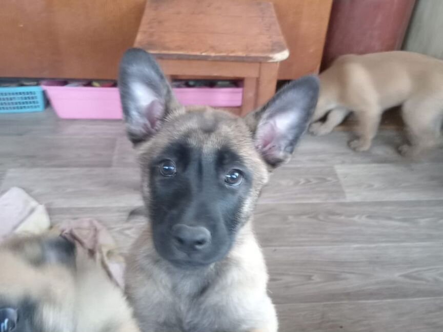 Щенки бельгийской овчарки малинуа