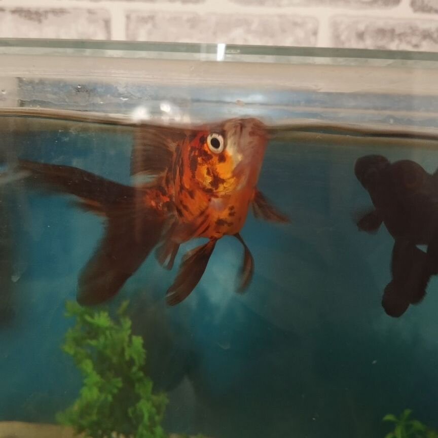 Аквариумные рыбки