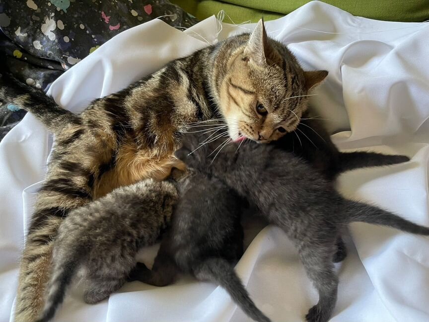 Британские котята