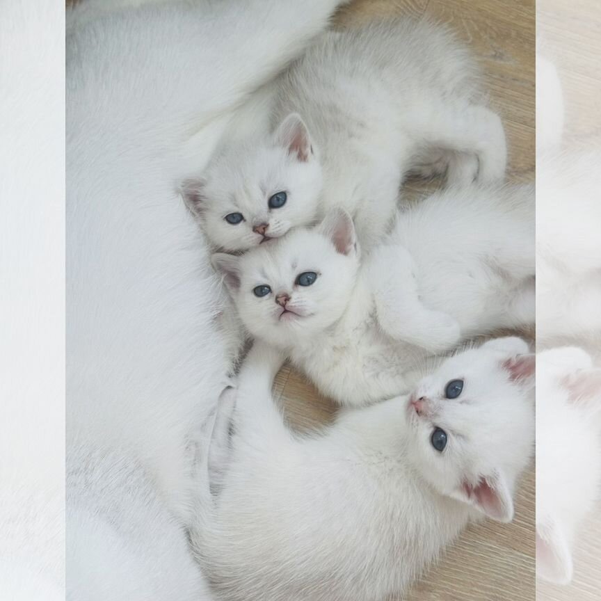 Серебрянные котята британской шиншиллы