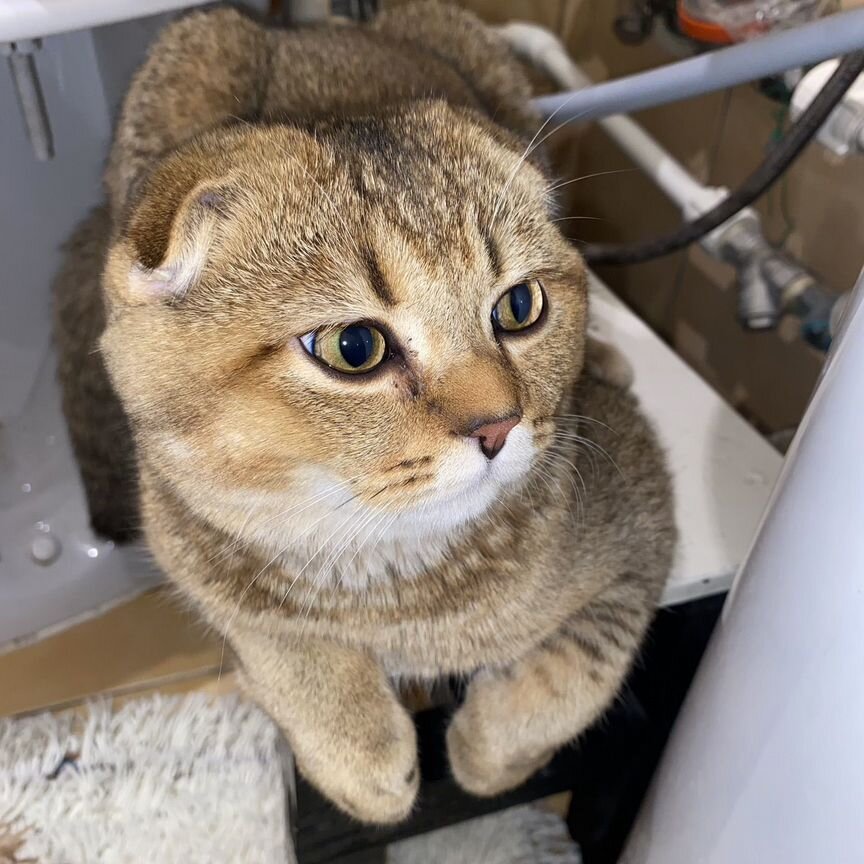 Вязка кошек золотая шиншилла