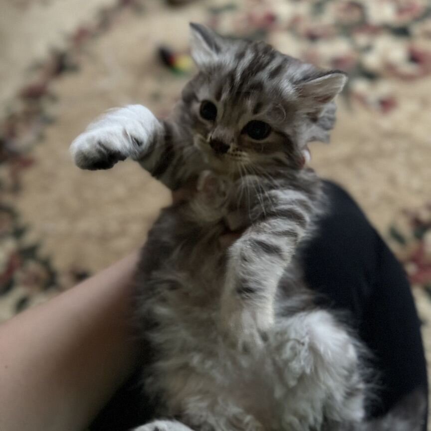 Отдам котенка в добрые руки