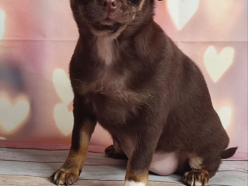 Чихуахуа щенки красотка девочка