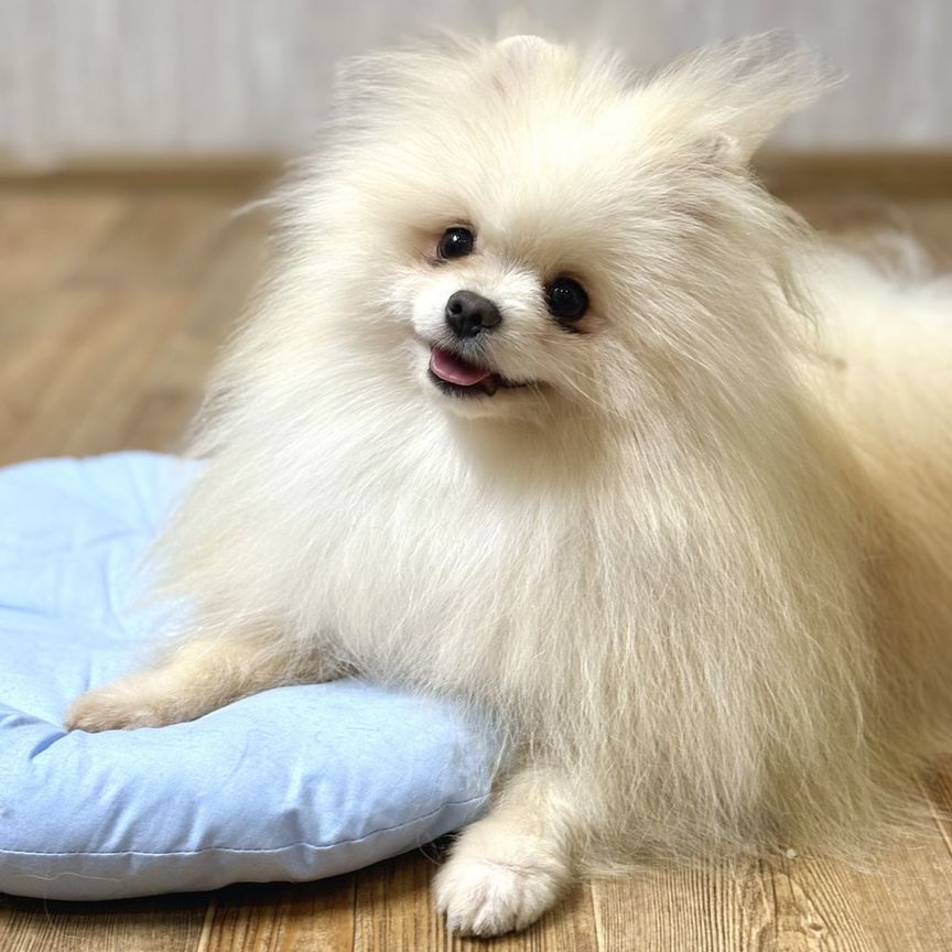 Померанский шпиц, взрослый пёс