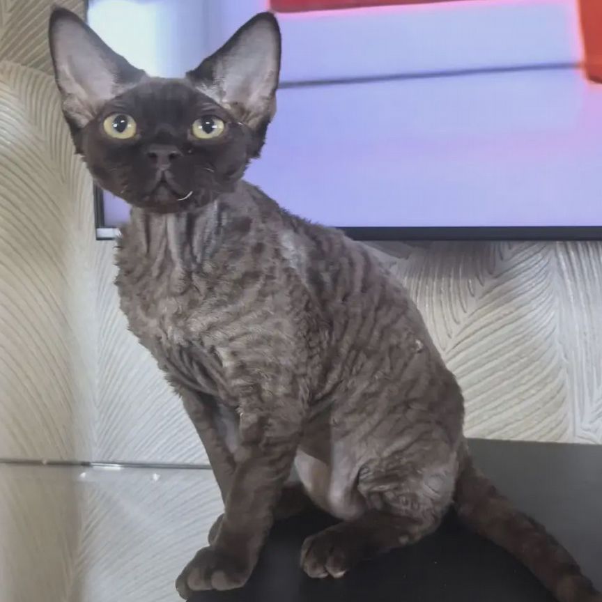 Девон-рекс котёнок