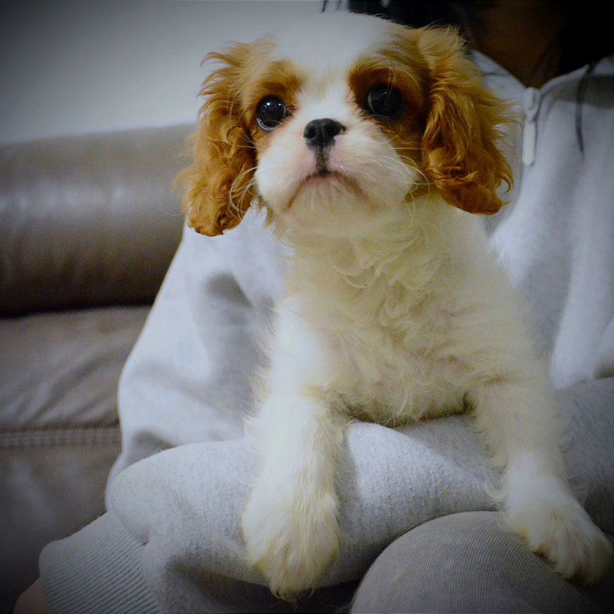 Кавалер кинг чарльз спаниель девочки
