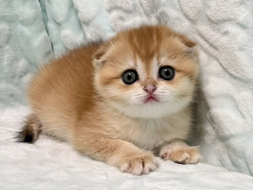 Шотланские золотые котята