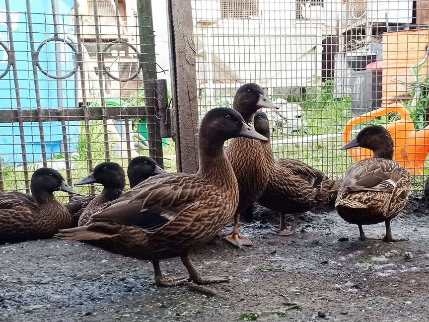 Подсадная Семеновская чубарая