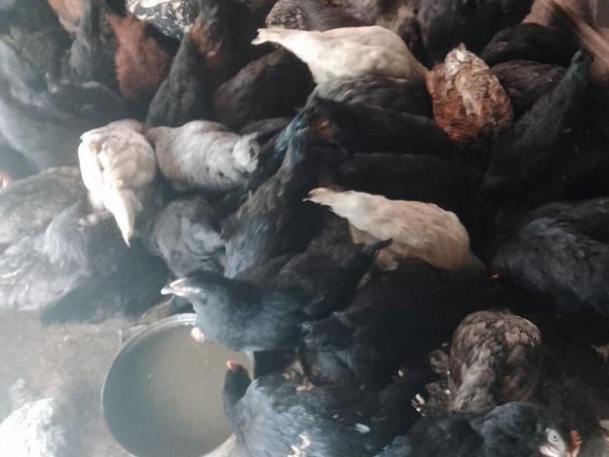 Куры молодки домашние