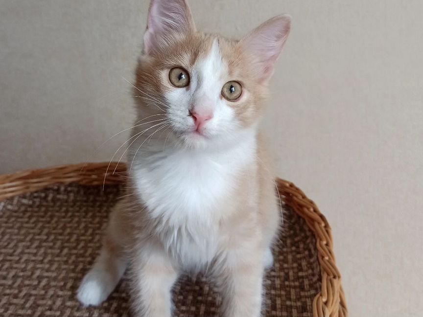 Котенок в добрые руки бесплатно