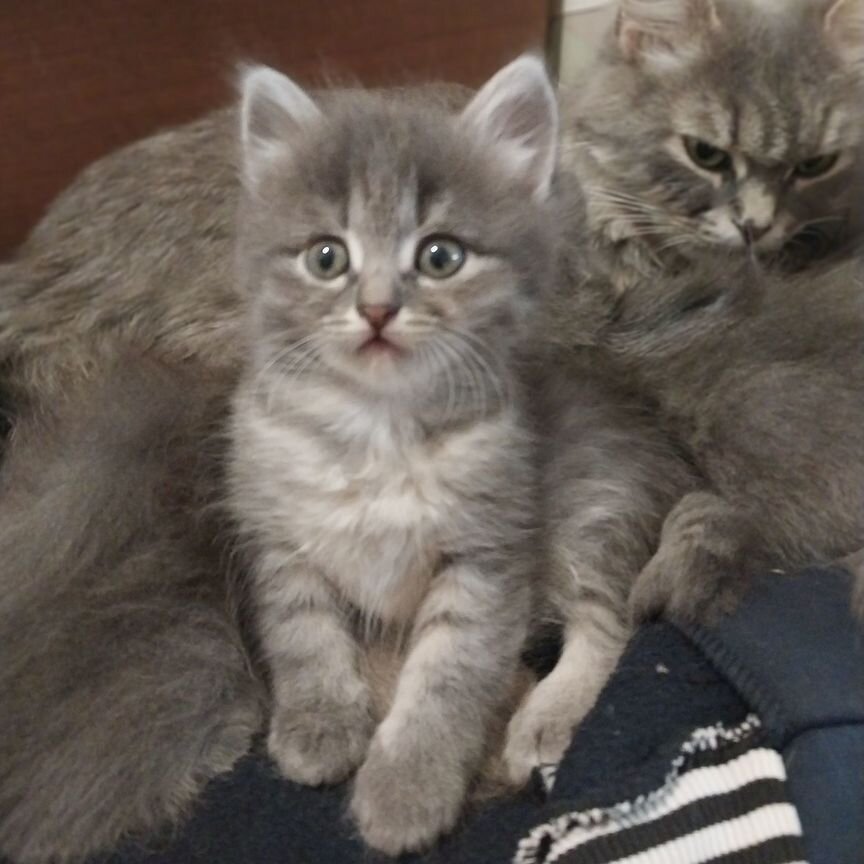 Кошки