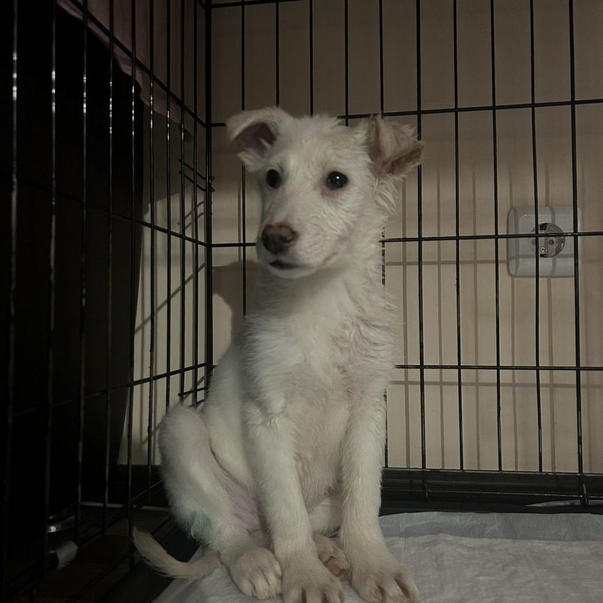 Щенок в добрые руки