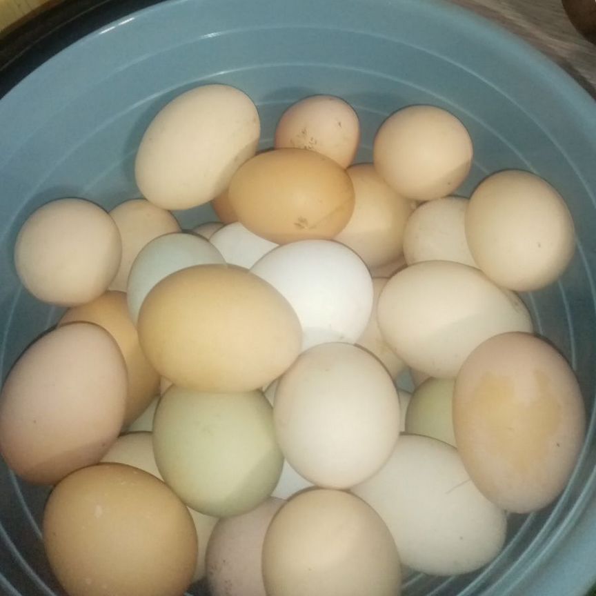 Яйцо куриное инкубационные