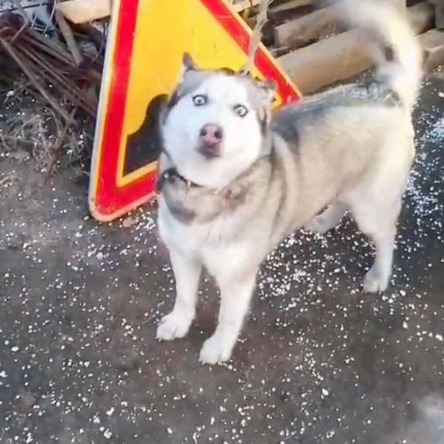Найдена хаски сука, белый нос
