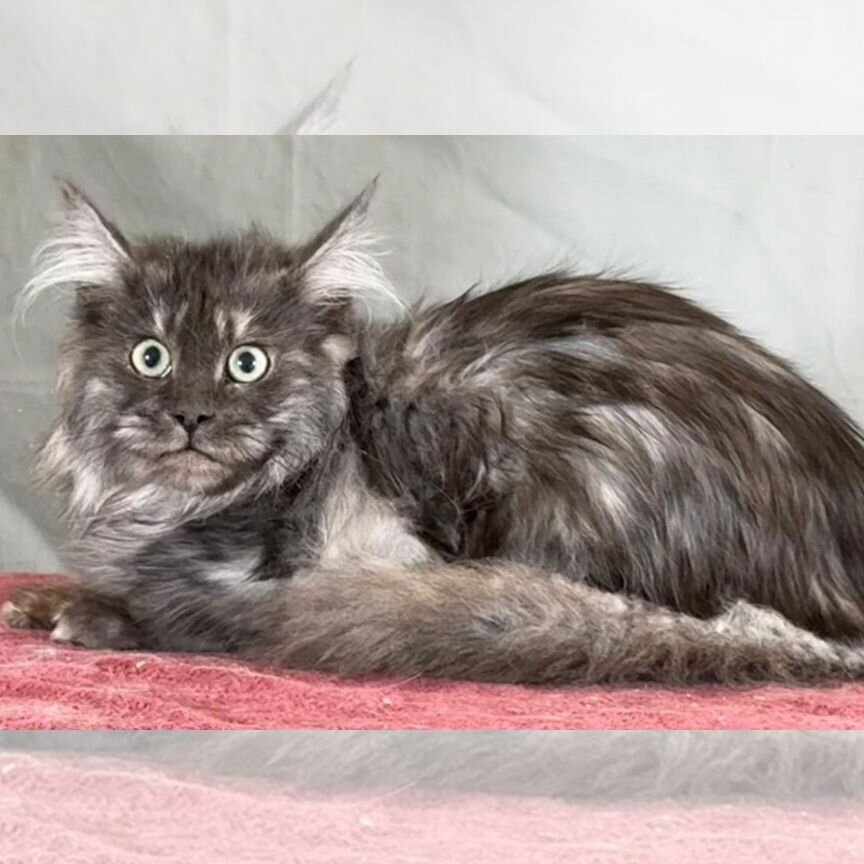 Мальчик мейн кун дымный