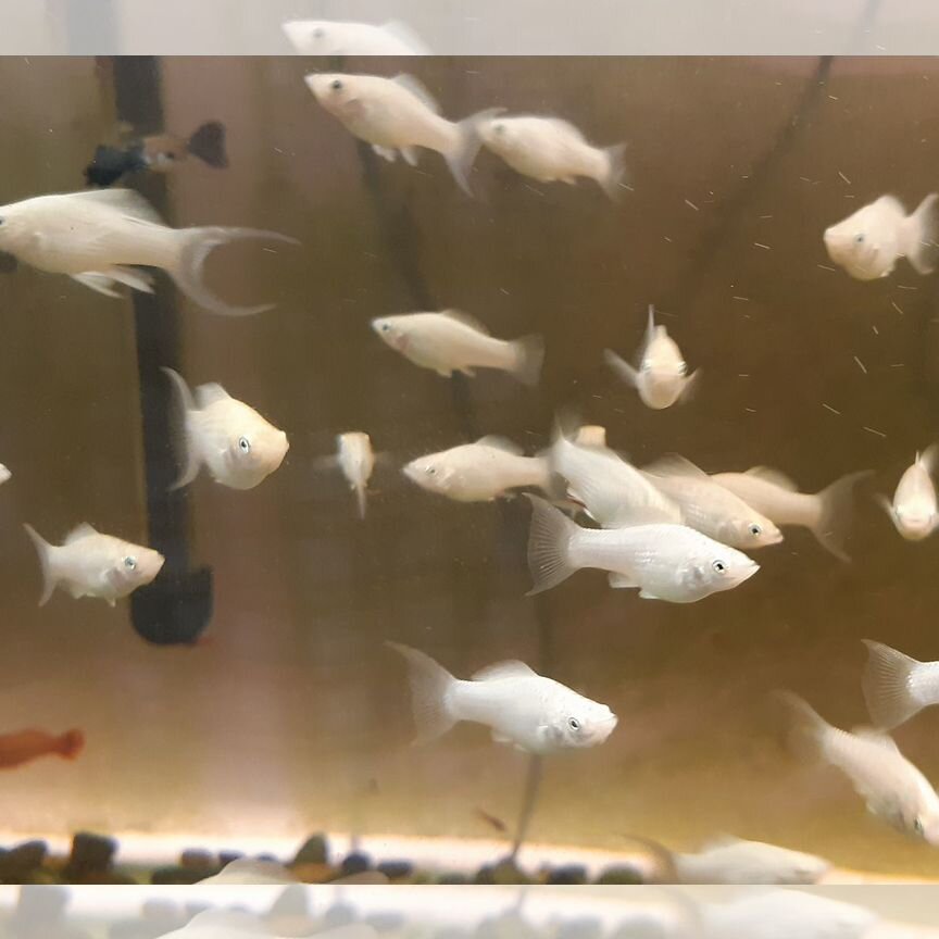 Аквариумные рыбки Велиферы белые "Снежок"