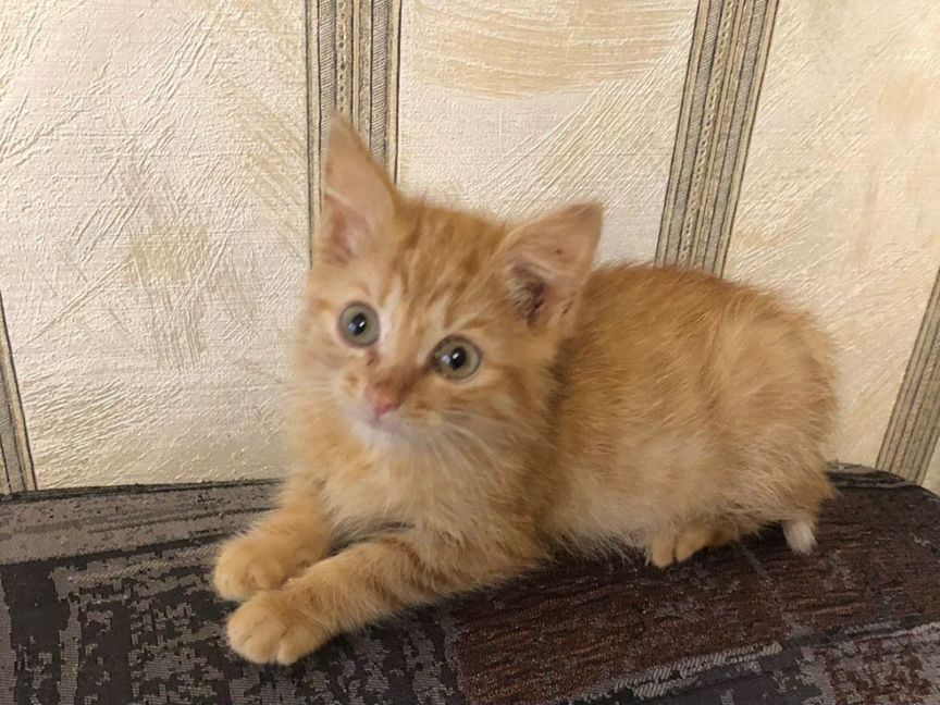 Котята в добрые руки бесплатно