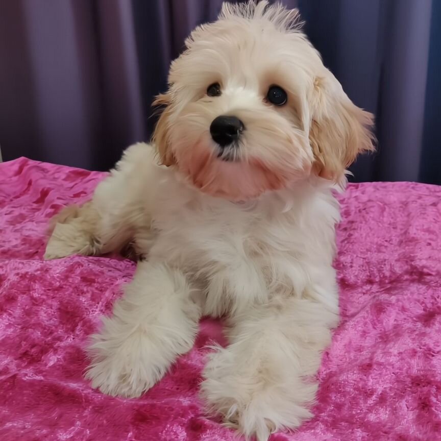 Мальтипу, щенок