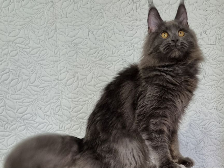 Мейн-кун голубой солид