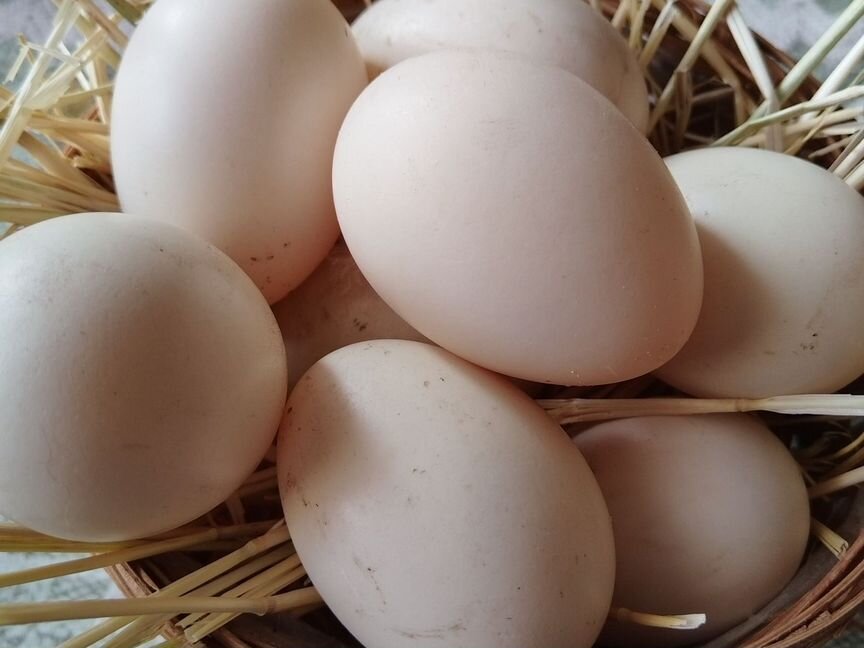 Инкубационное яйцо муксусной утки
