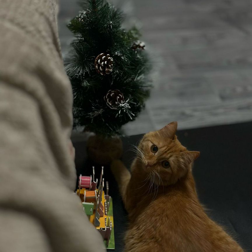 Отдам бесплатно кошку