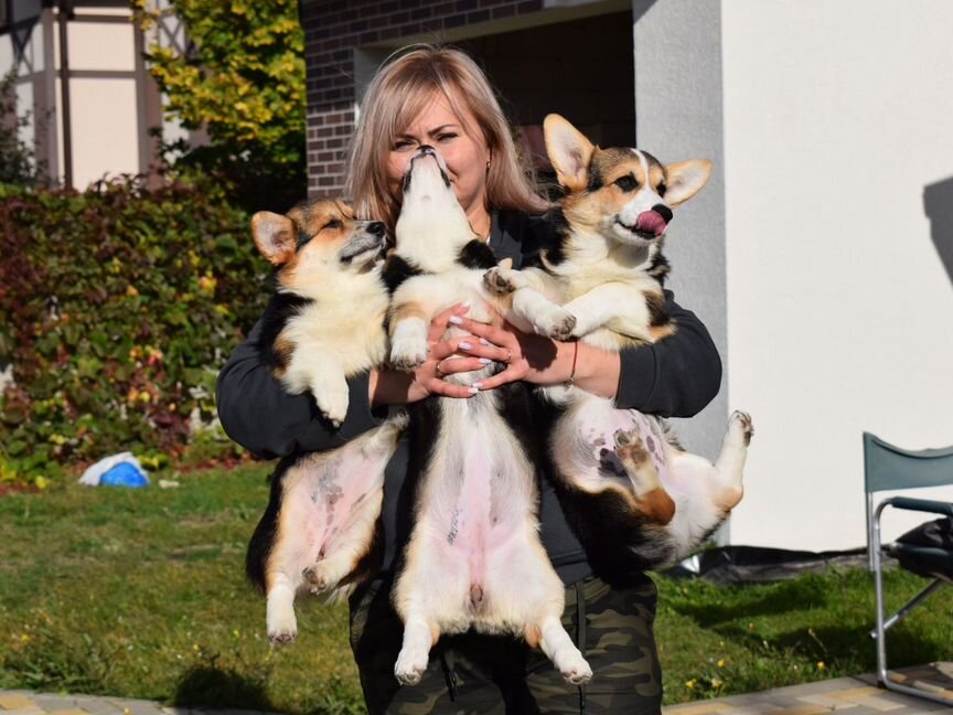 Щенки вельш-корги пемброк (документы РКФ)