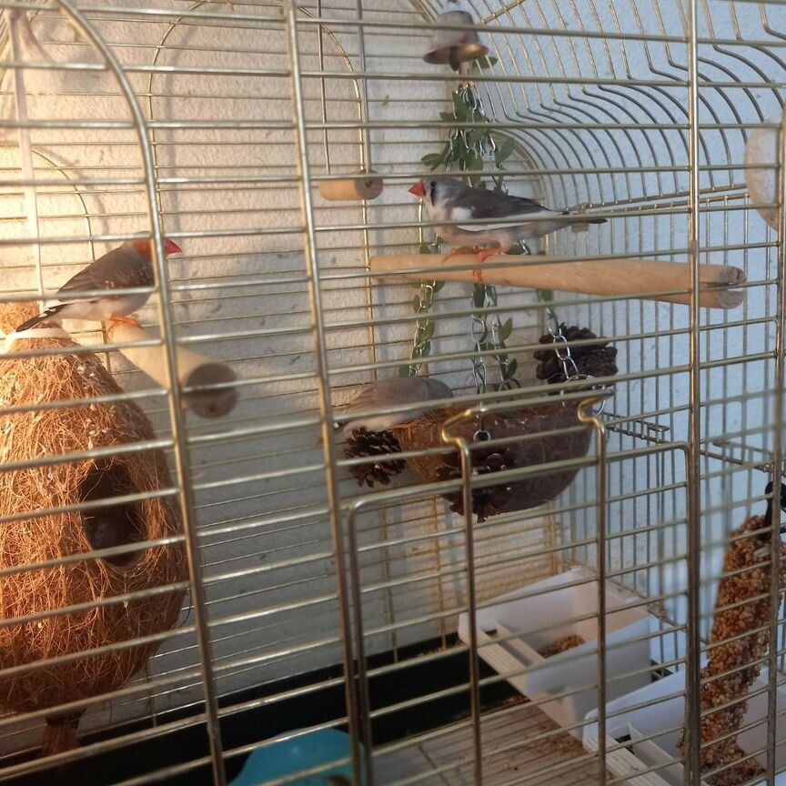 Амадины с клеткой