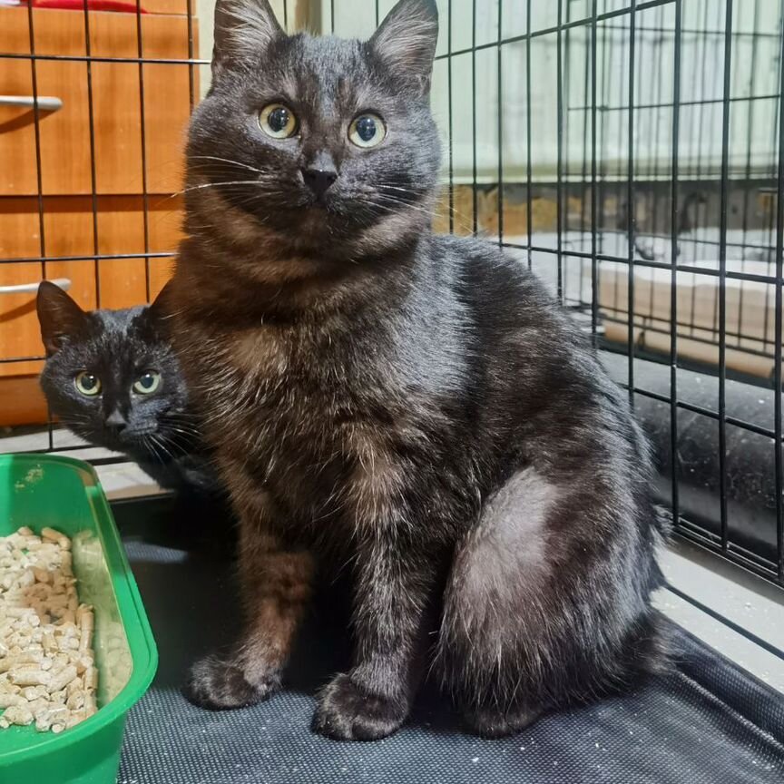 Кошка Тучка