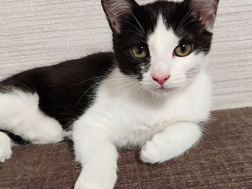 Котенок девочка ищет дом