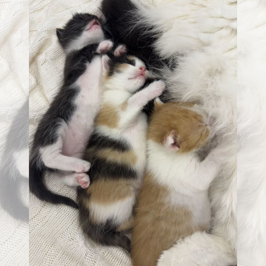 Котята