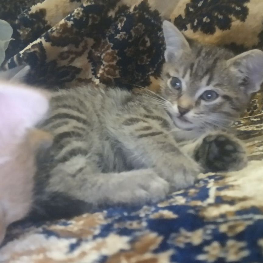 Котёнок в добрые руки