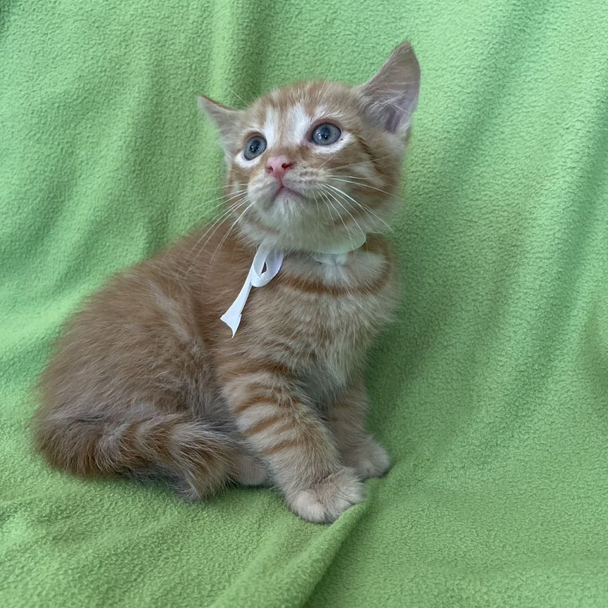 Котята 1,5 месяца в добрые руки