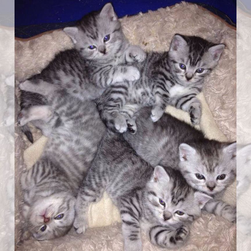 Британский короткошёрстный котёнок