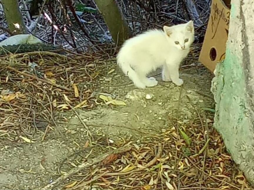 Отдам в добрые руки котенка