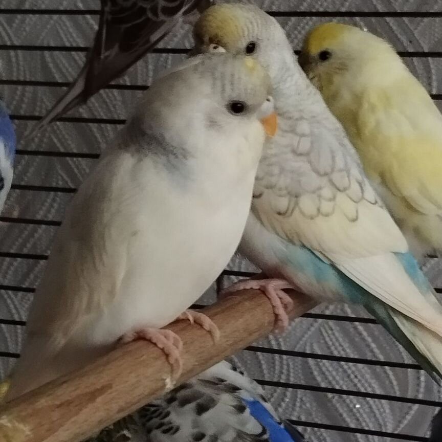 Птенцы волнистый попугай