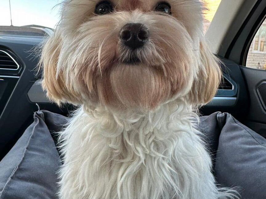 Мальтипу ф1 девочка ванилька микро