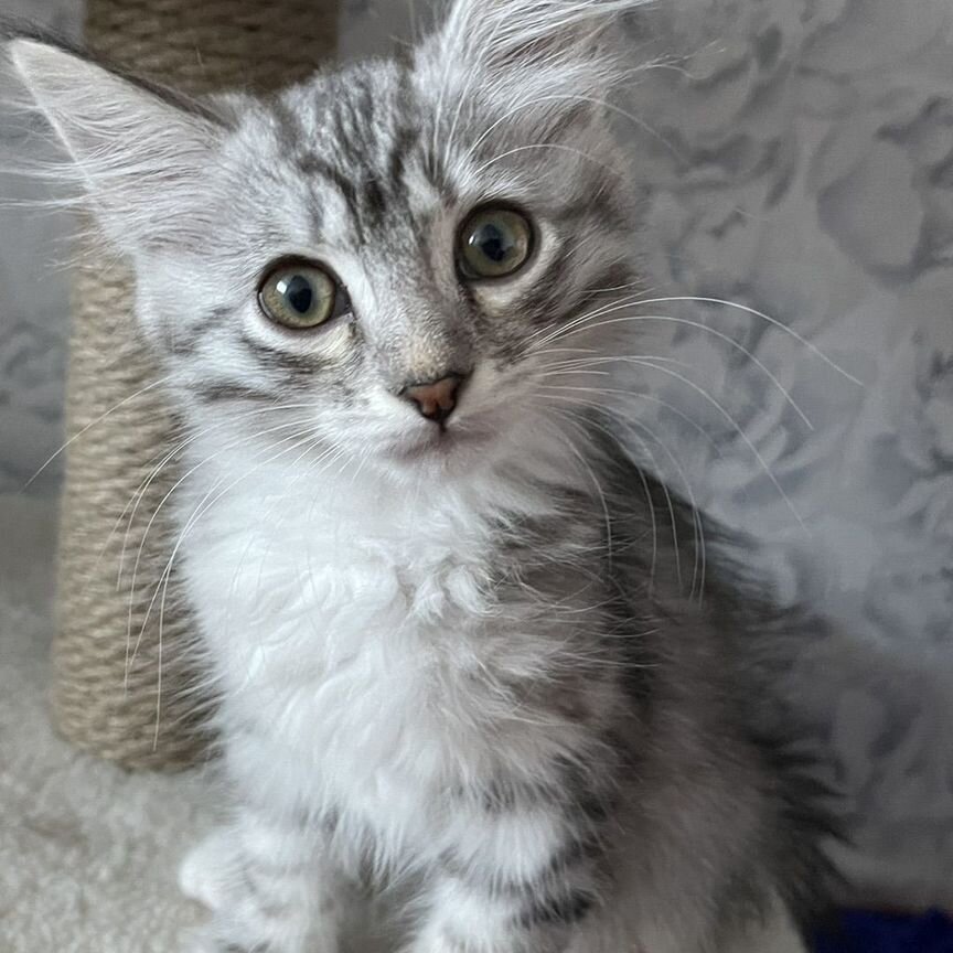 Котятки в любящие руки)