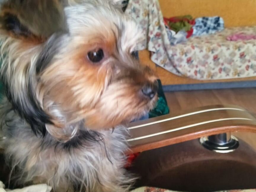 Йоркширский терьер вязка молодой кобель