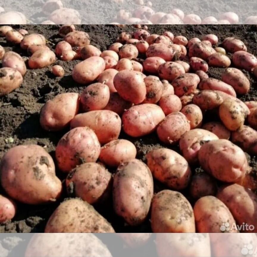 Картофель на корм скоту