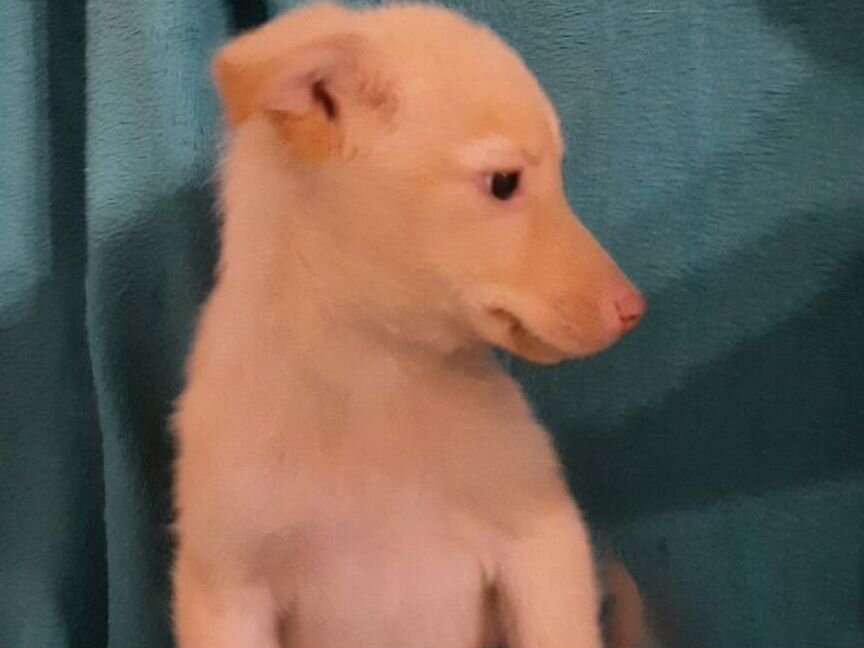 Собака в добрые руки отдам бесплатно щенки