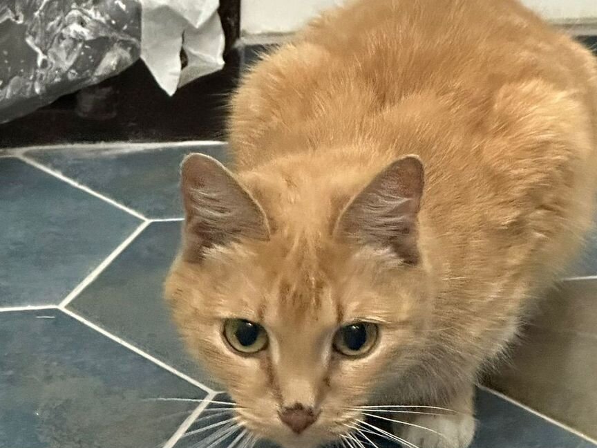 Кошка ищет семью