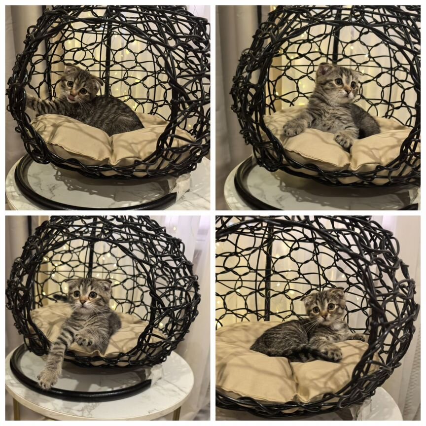 Шотландские котята